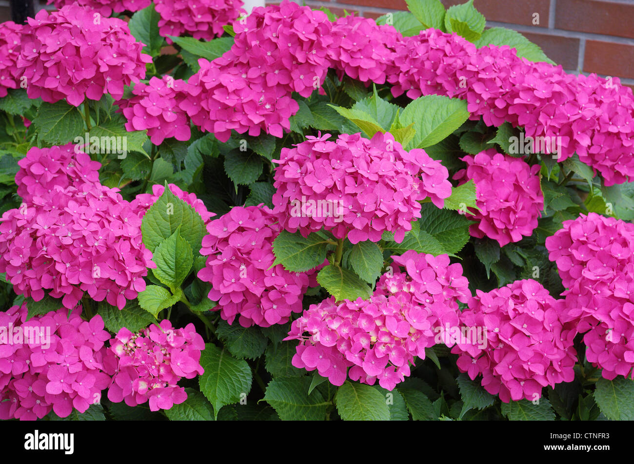 Pink hydrangea blossom Stock Photo - Alamy
