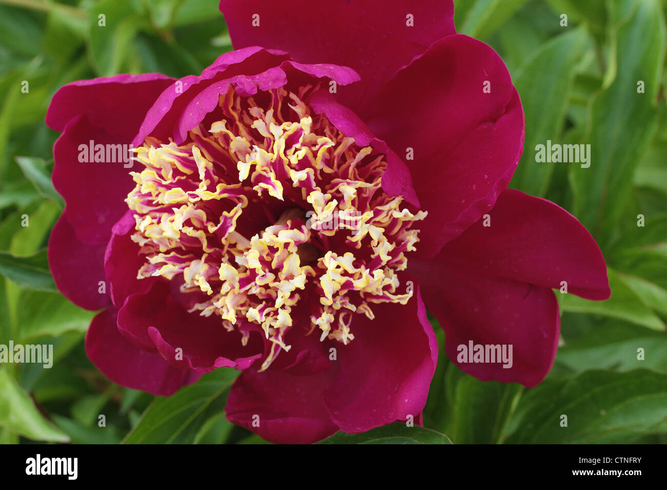 Scarlet peony close up Peonia Stock Photo - Alamy