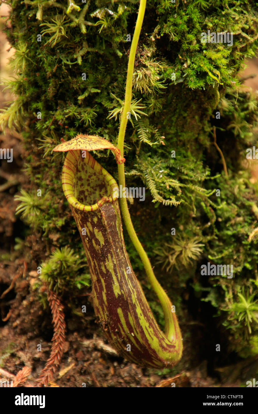 Slender pitcher plant (Nepethes gracilis), Borneo, Malaysia Stock Photo ...