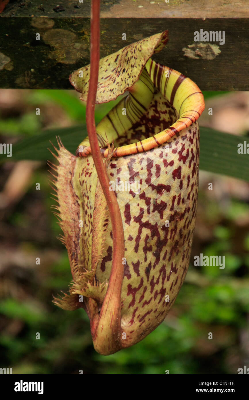 Pitcher plant (Nepenthes rafflesiana), Borneo, Malaysia Stock Photo - Alamy