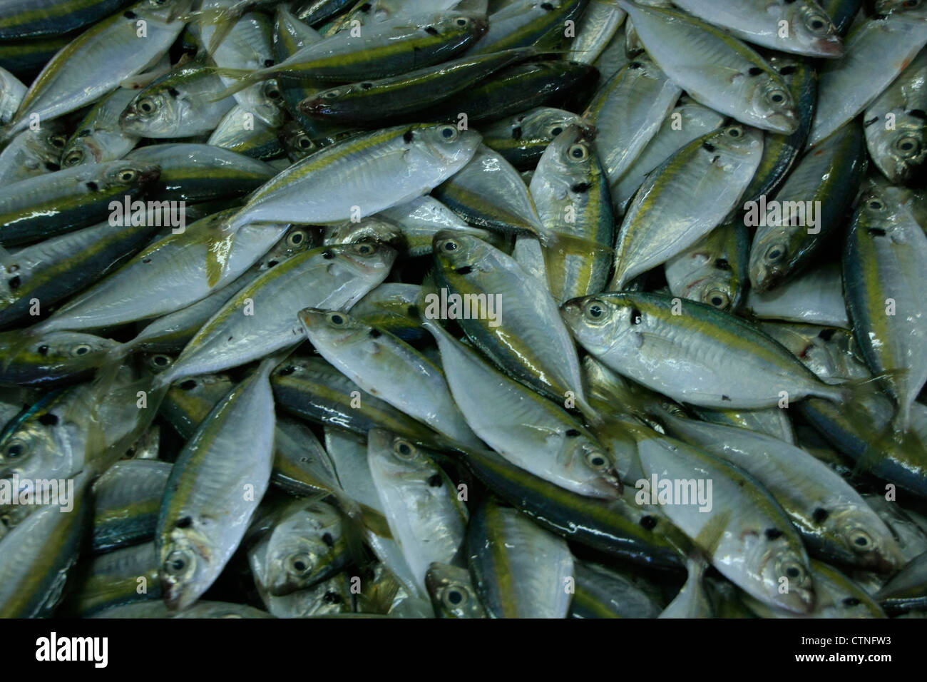 Small fish background Stock Photo - Alamy