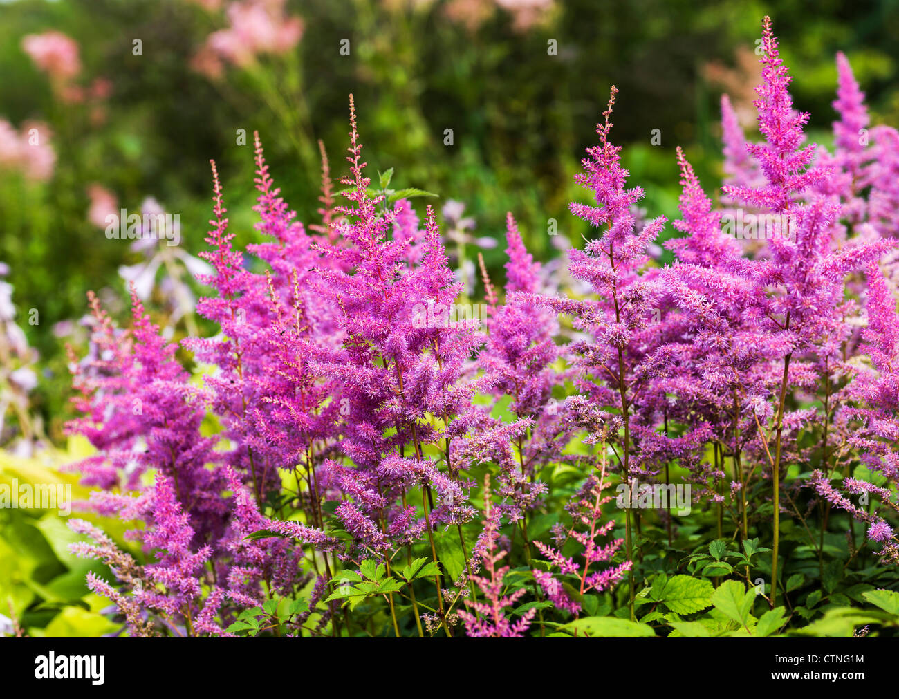 Astilbe flowers hi-res stock photography and images - Alamy