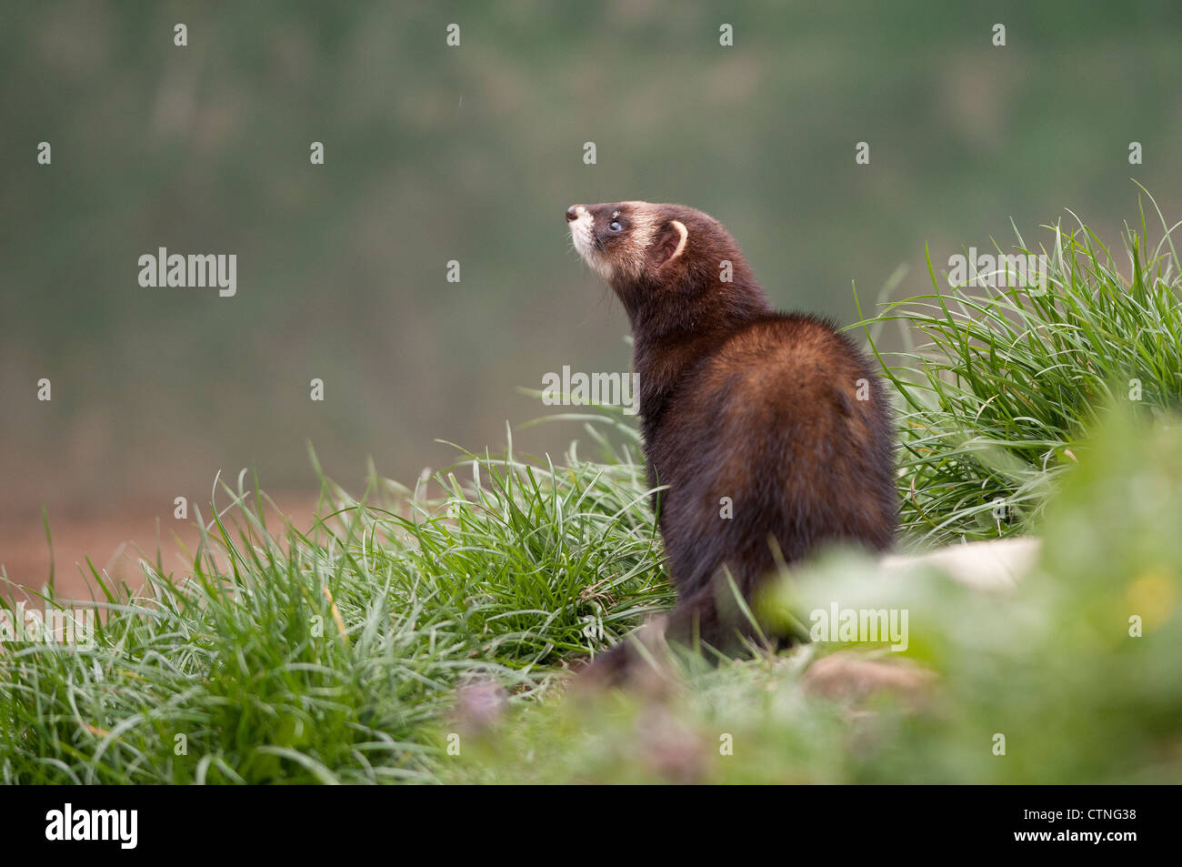 European polecat (Mustela putorius Stock Photo - Alamy