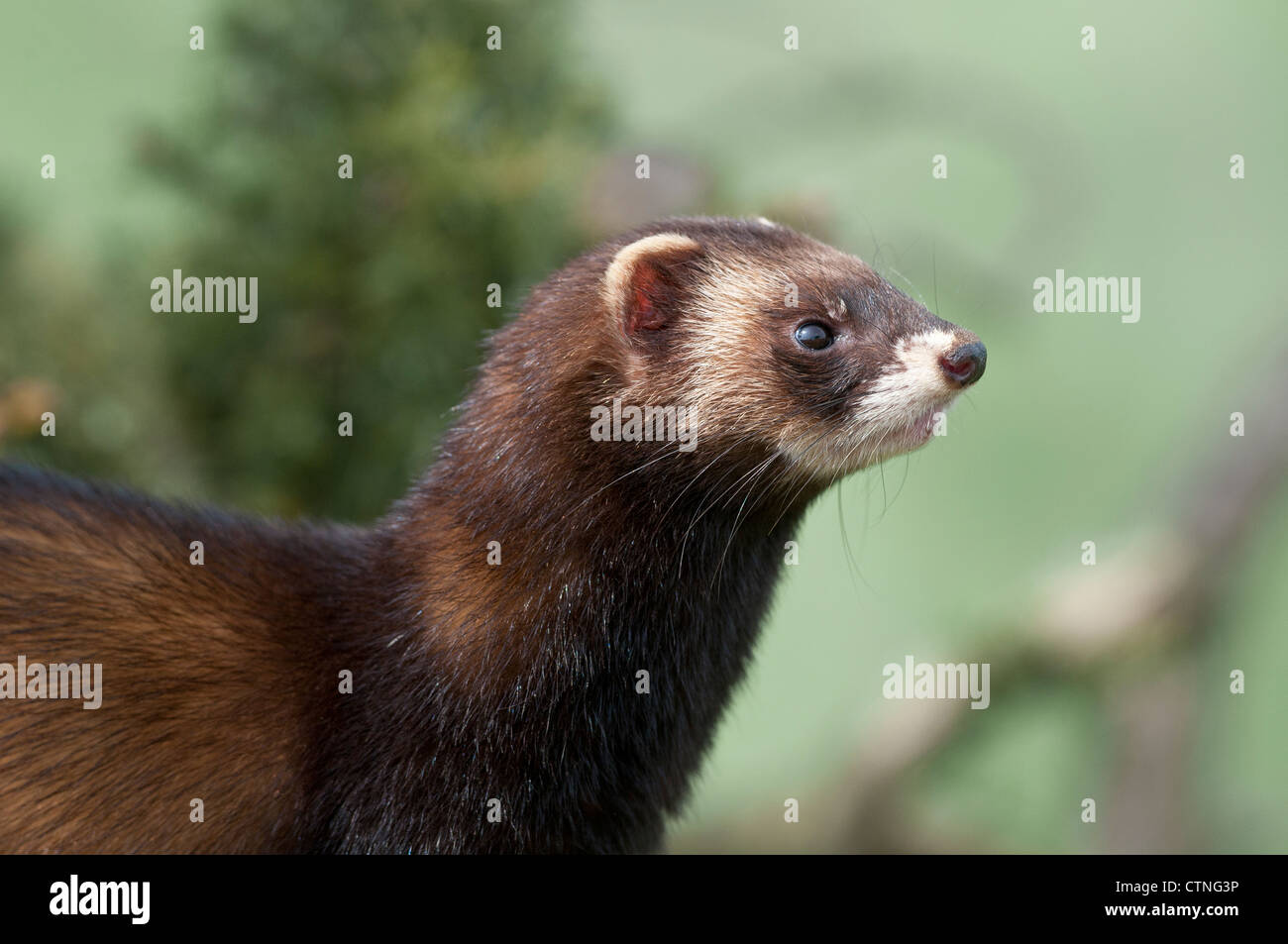 European polecat (Mustela putorius Stock Photo - Alamy