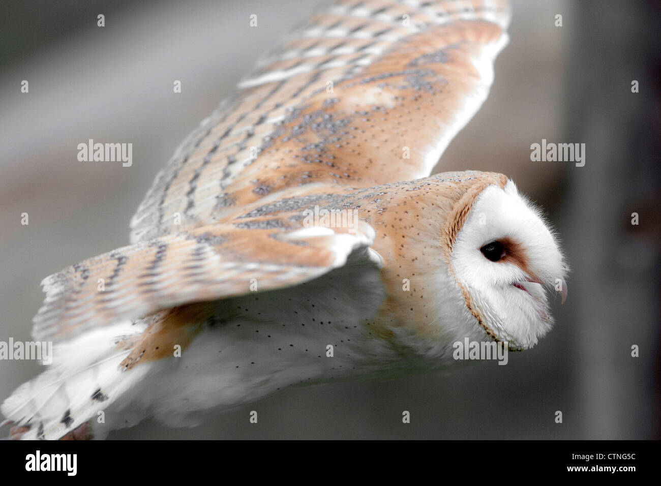 Flying barn owl hi-res stock photography and images - Alamy