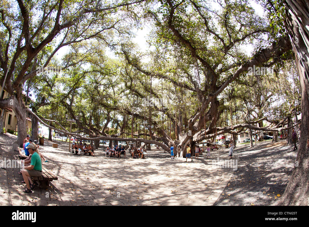 Banyan tree park on the island of Maui Stock Photo - Alamy