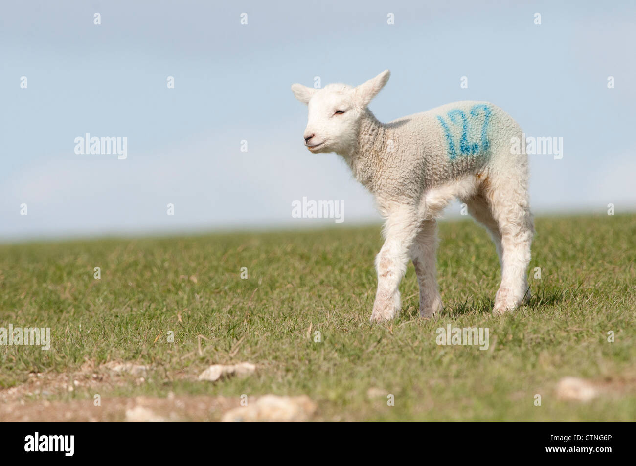 Lambing uk hi-res stock photography and images - Alamy