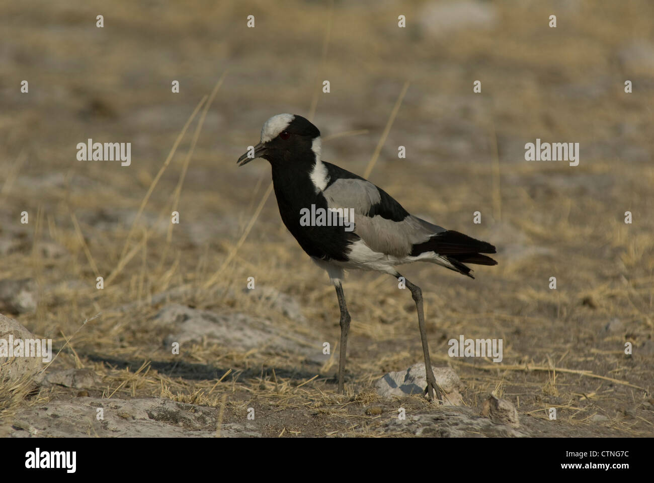 Blacksmith plovers hi-res stock photography and images - Alamy