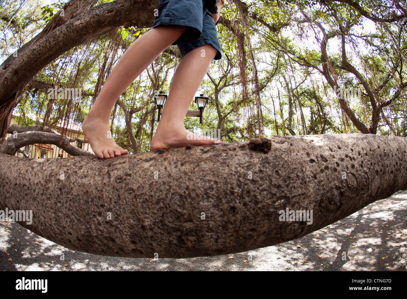 Thirteen year old boy walking on a branch of a Banyan tree in Hawaii ...