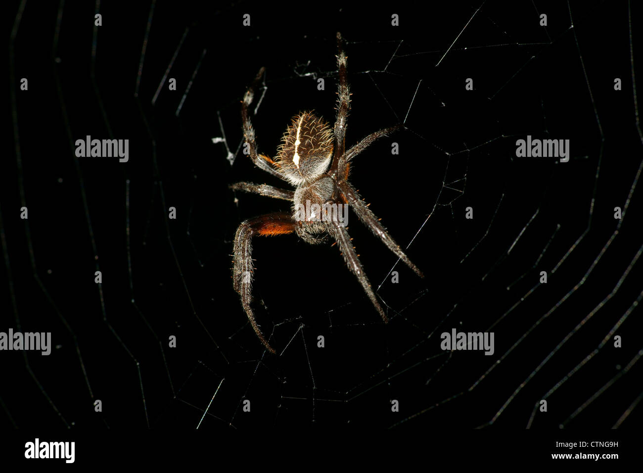 Tropical Orb weaver spider Stock Photo - Alamy