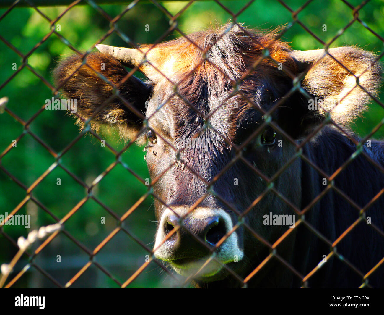 Young cow staring out from behind a fence Stock Photo - Alamy
