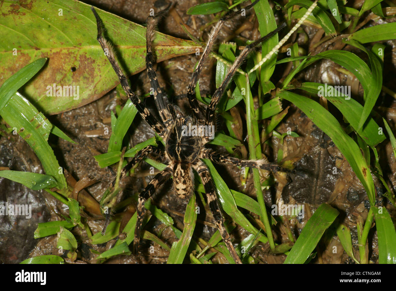Tarantula, a wolf spider that hunts whilst walking on the ground. They ...