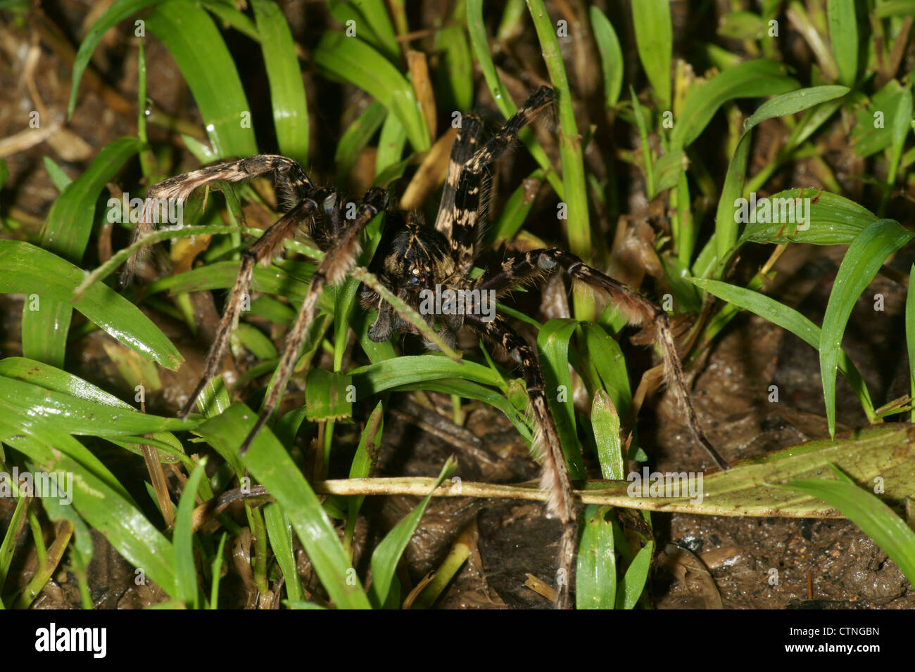 Tarantula, a wolf spider that hunts whilst walking on the ground. They ...