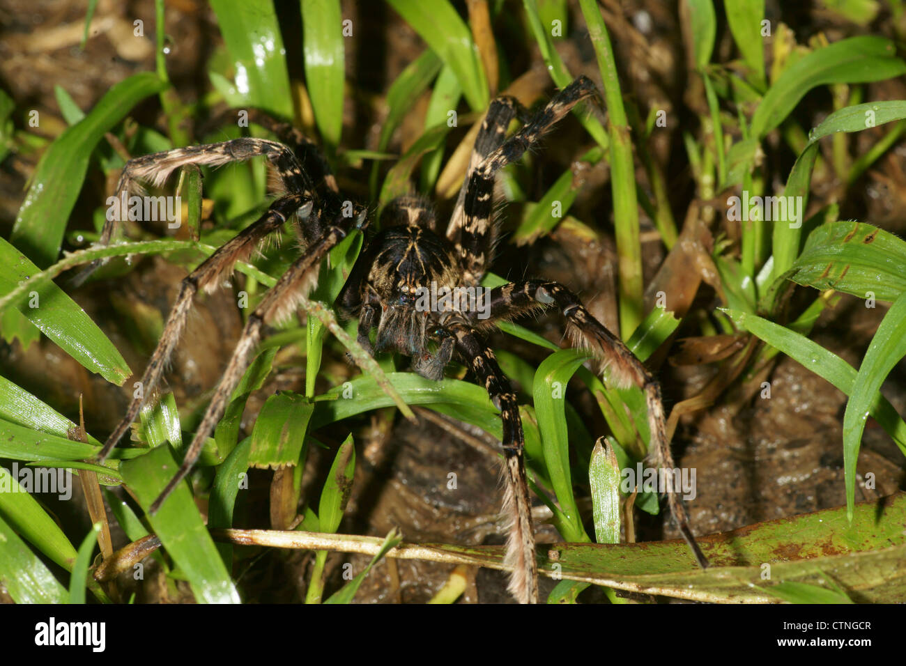 Tarantula, a wolf spider that hunts whilst walking on the ground. They ...