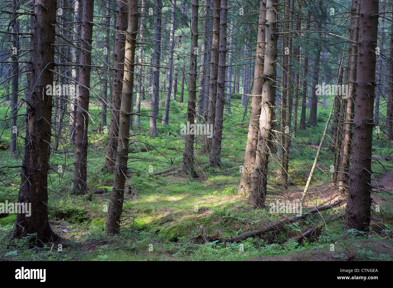 Spruce tree trees forest in the spring Kotlina Klodzka Poland Stock ...