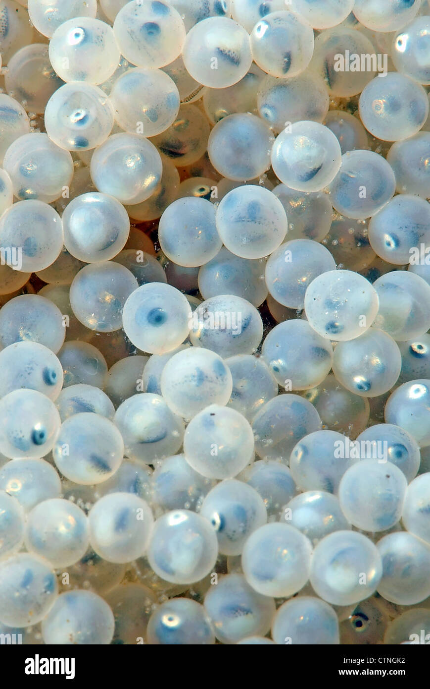 White caviar background. Fertilized caviar of freshwater goby fish ...