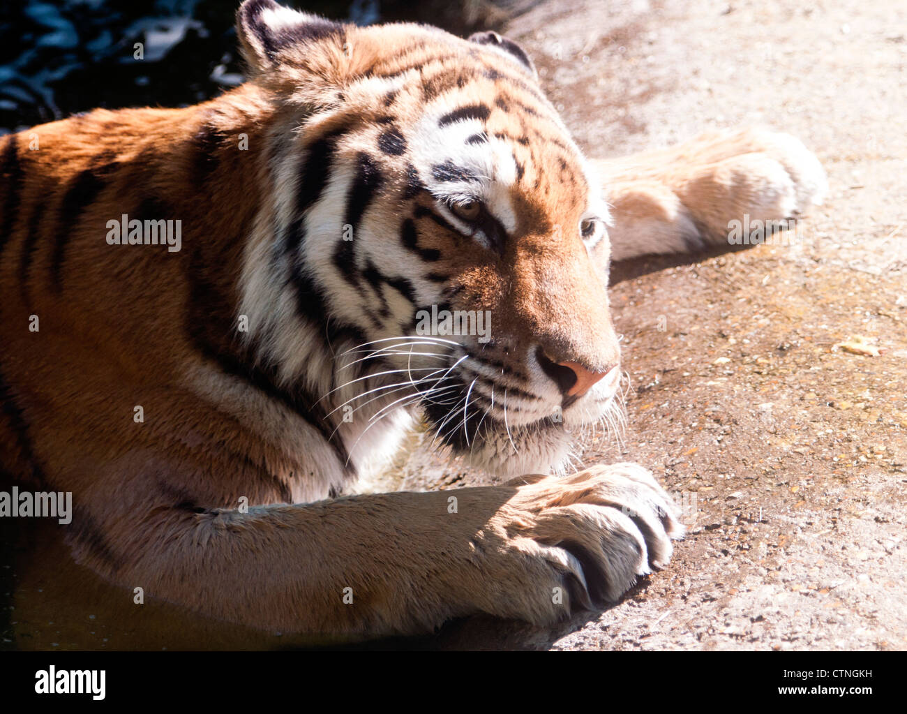 Female Amur tiger Stock Photo - Alamy