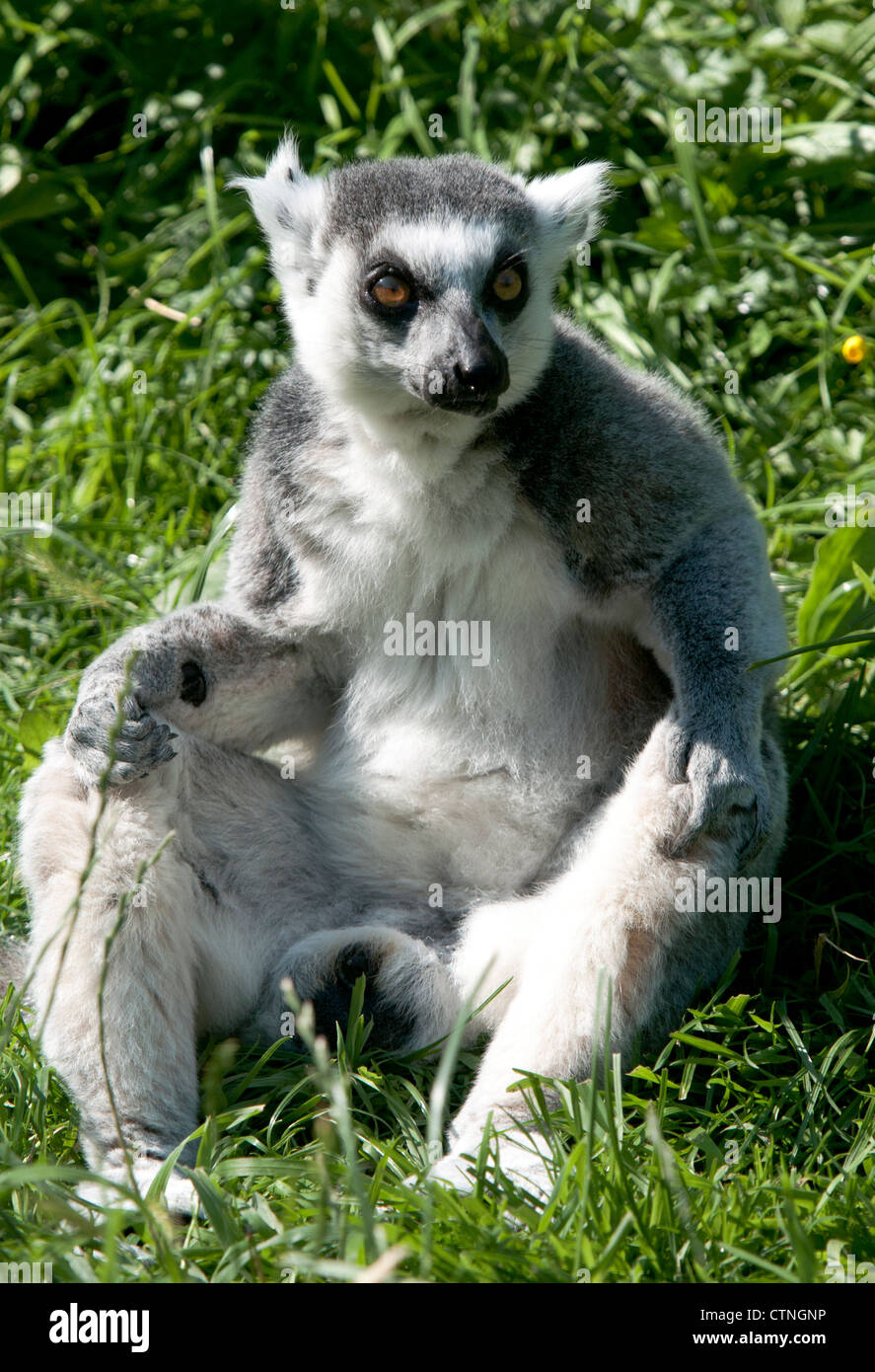 Lemur hands hi-res stock photography and images - Alamy