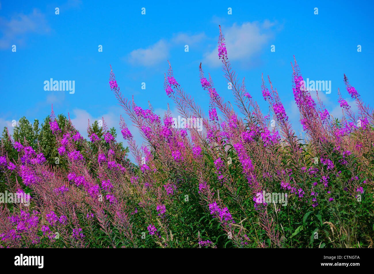 Fire weed bloom hi-res stock photography and images - Alamy