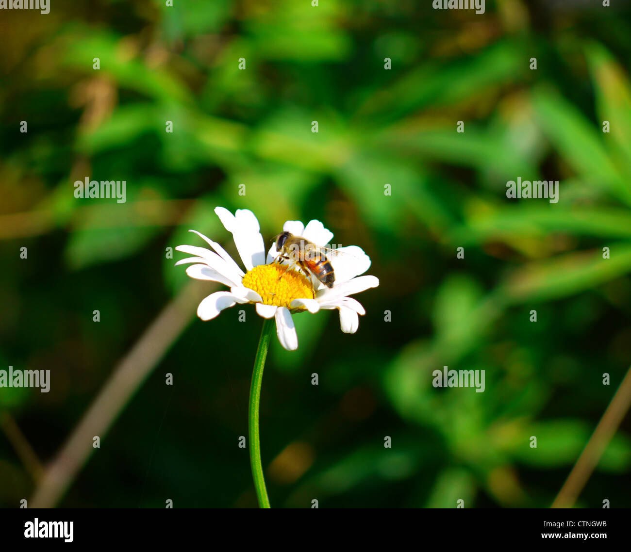 Bee busy drinking nectar hi-res stock photography and images - Alamy
