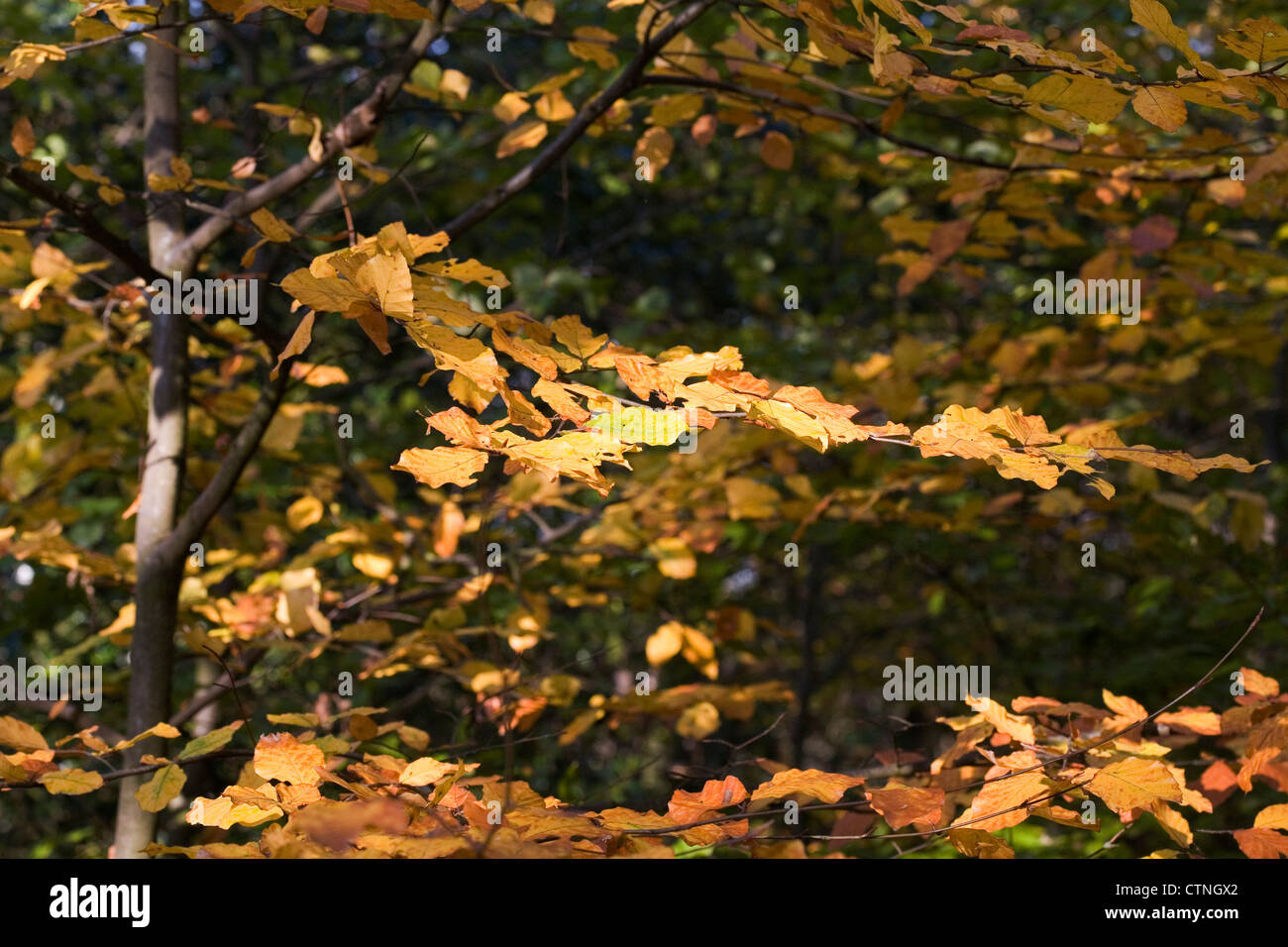 Beech Tree with leaves Autumn Poynton Cheshire England Stock Photo - Alamy