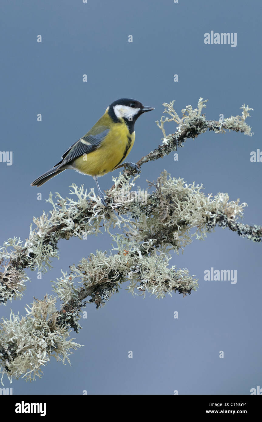 Great tit (Parus major) adult female perched on lichen covered branch ...