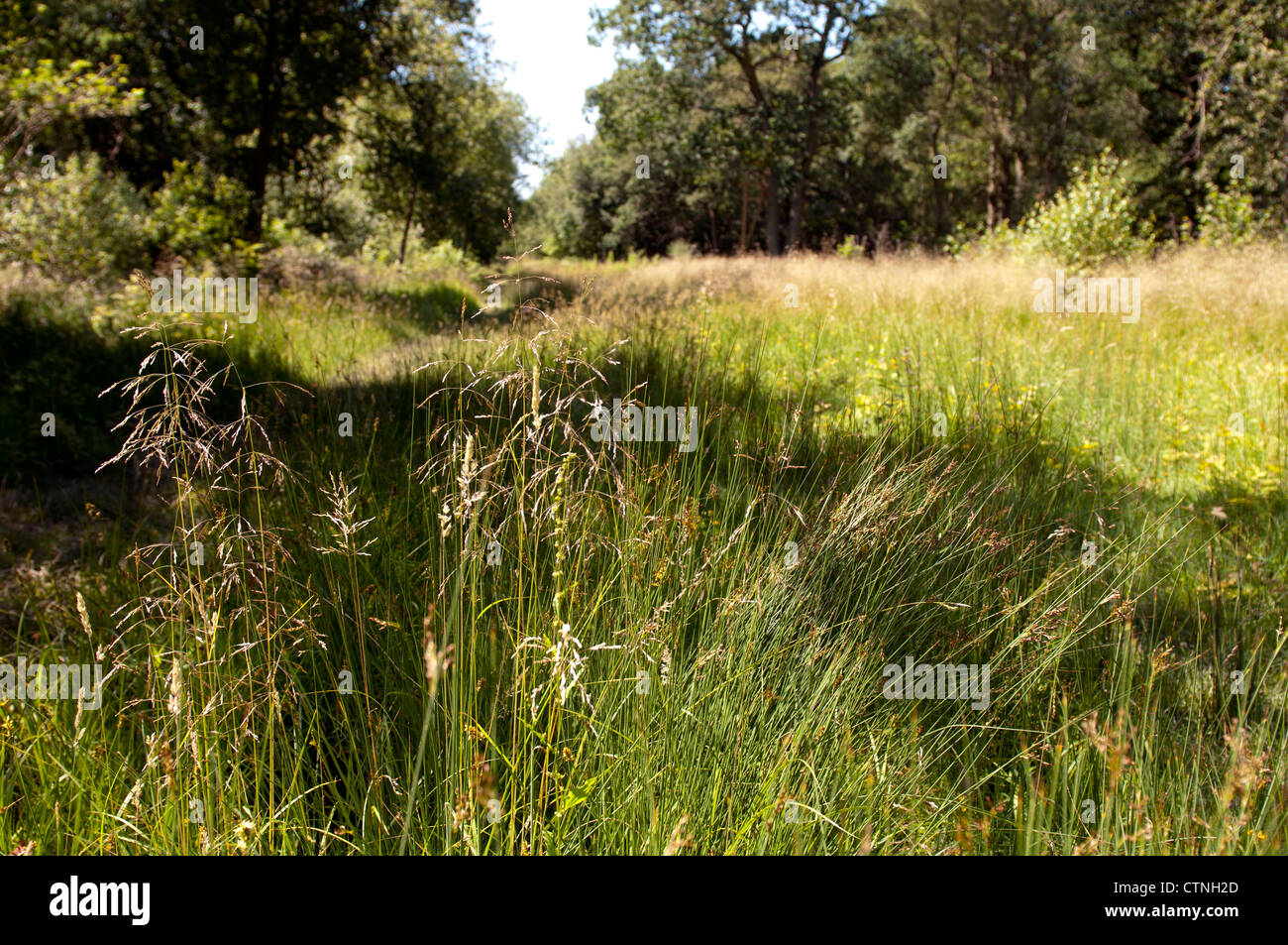 Ryton woods hi-res stock photography and images - Alamy