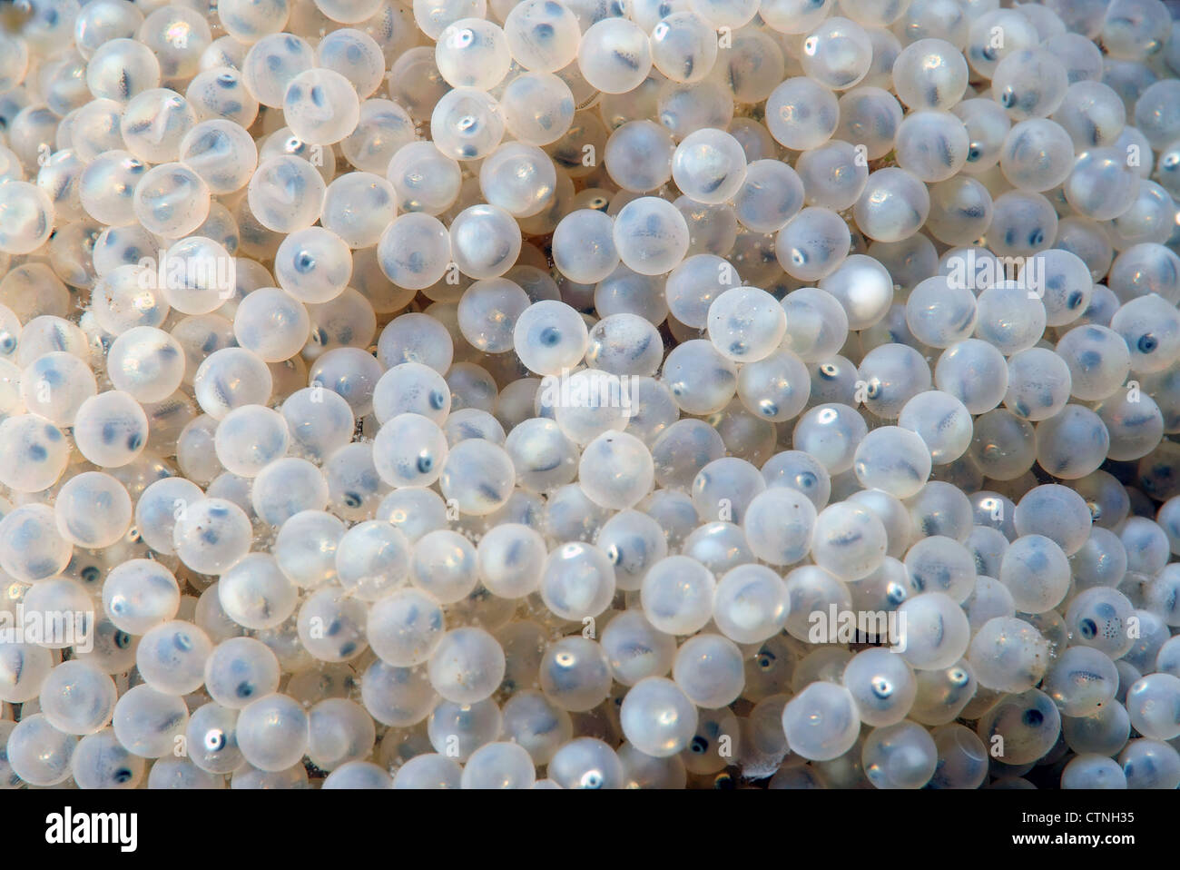 White caviar background. Fertilized caviar of freshwater goby fish ...