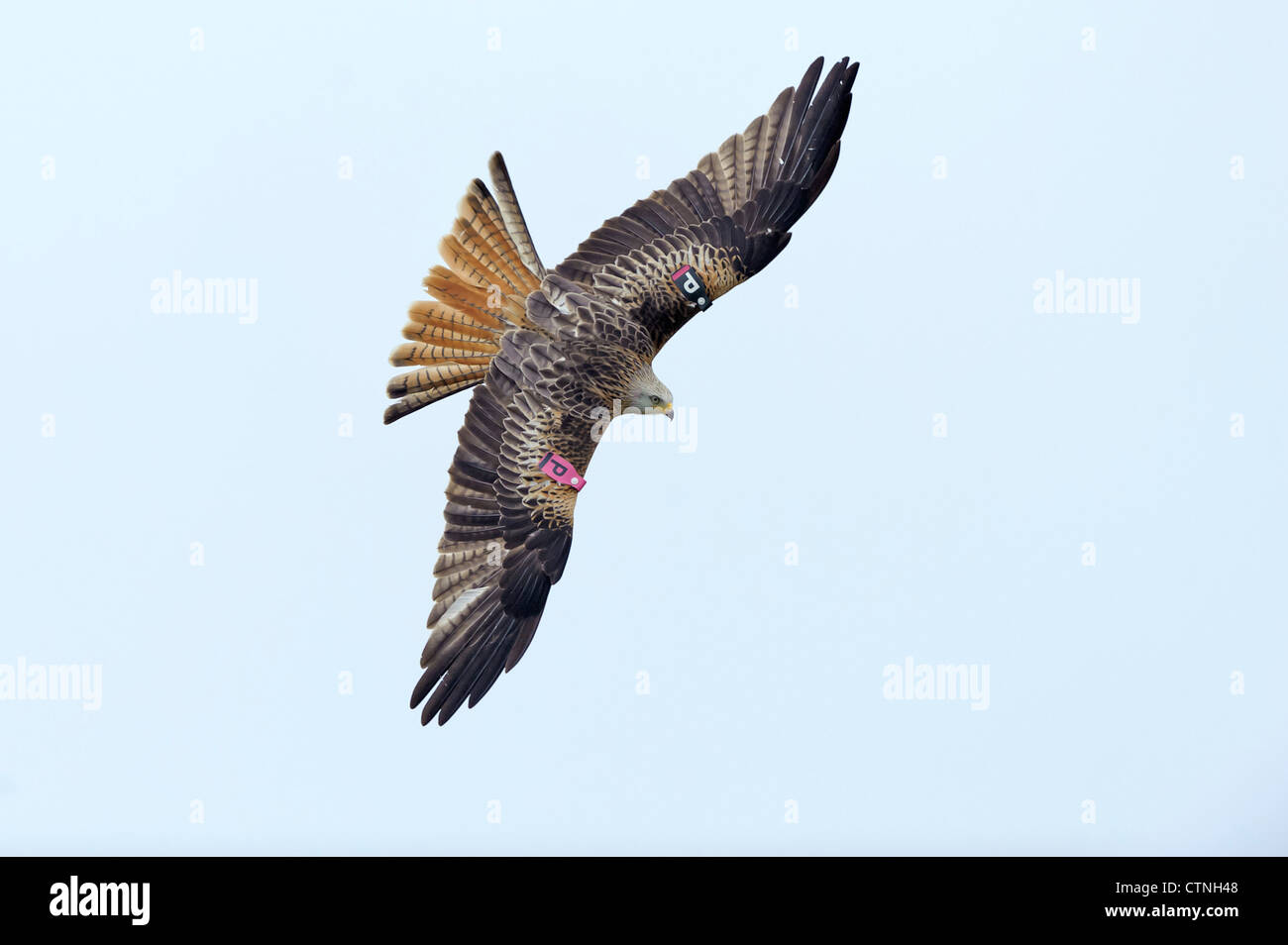 A red kite (Milvus milvus) in flight showing wing tags. Gigrin Farm ...