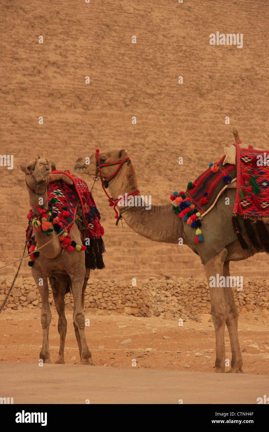 The pyramid of khufu with camels hi-res stock photography and images - Alamy
