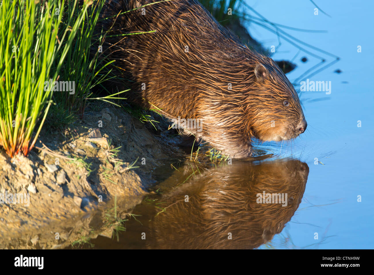 Beaver; Castor fiber; entering water; captive; UK Stock Photo - Alamy