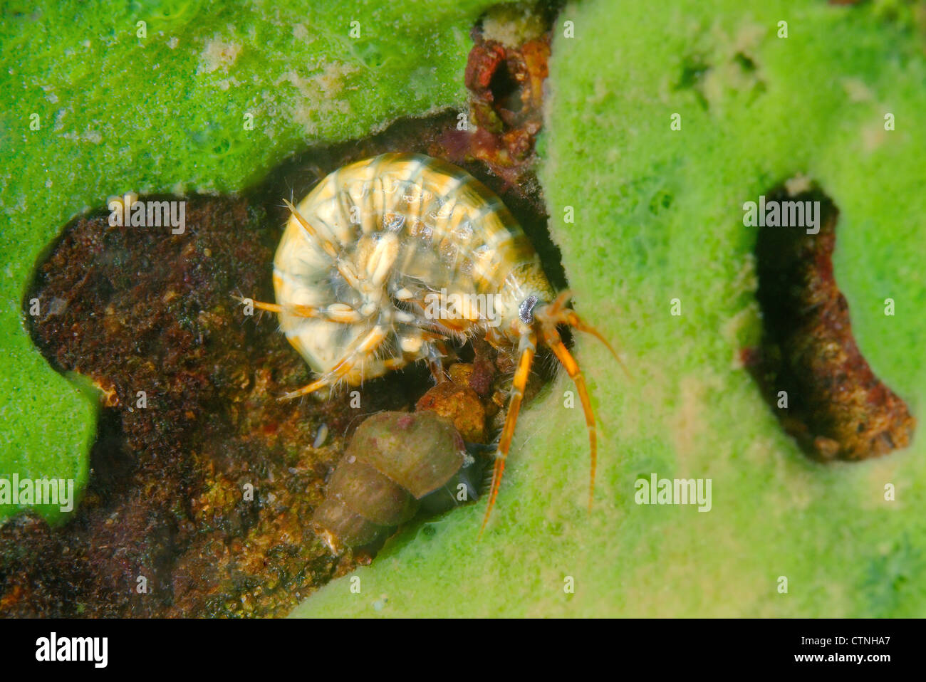 Gammaridea hi-res stock photography and images - Alamy