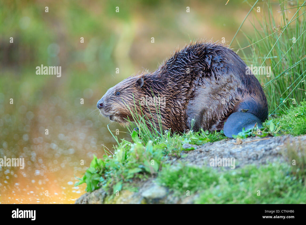 Beaver; Castor fiber; captive; UK Stock Photo - Alamy