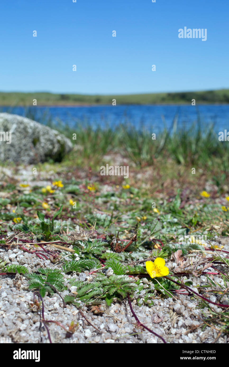 Colliford Lake; Cornwall; UK; reservoir; Silverweed; Potentilla ...