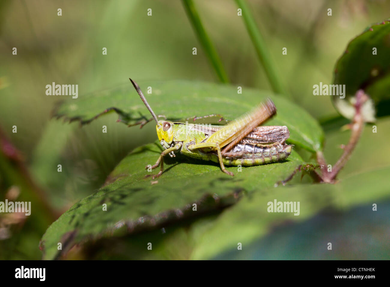 Green grasshopper hi-res stock photography and images - Alamy