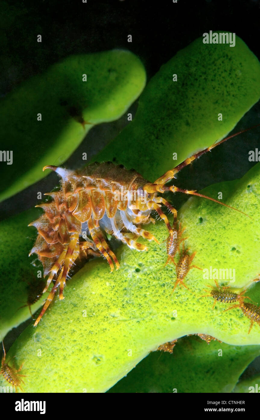 Baikal amphipod pallasea cancellus hi-res stock photography and images ...