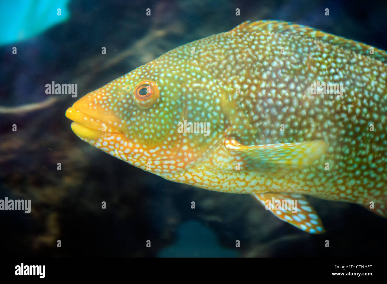 Cuckoo Wrasse; Labrus mixtus; aquarium; UK Stock Photo - Alamy