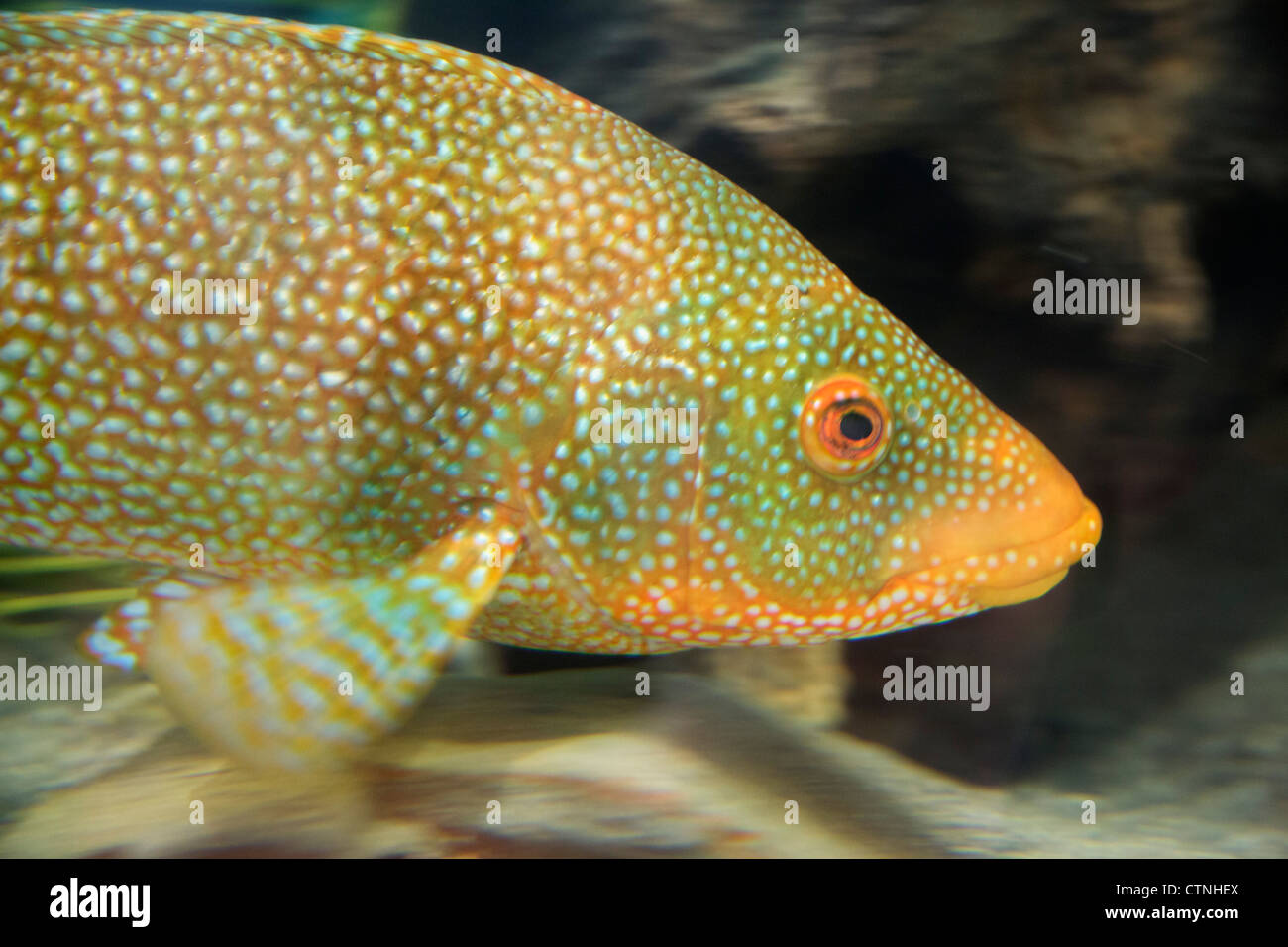 Cuckoo Wrasse; Labrus mixtus; aquarium; UK Stock Photo - Alamy