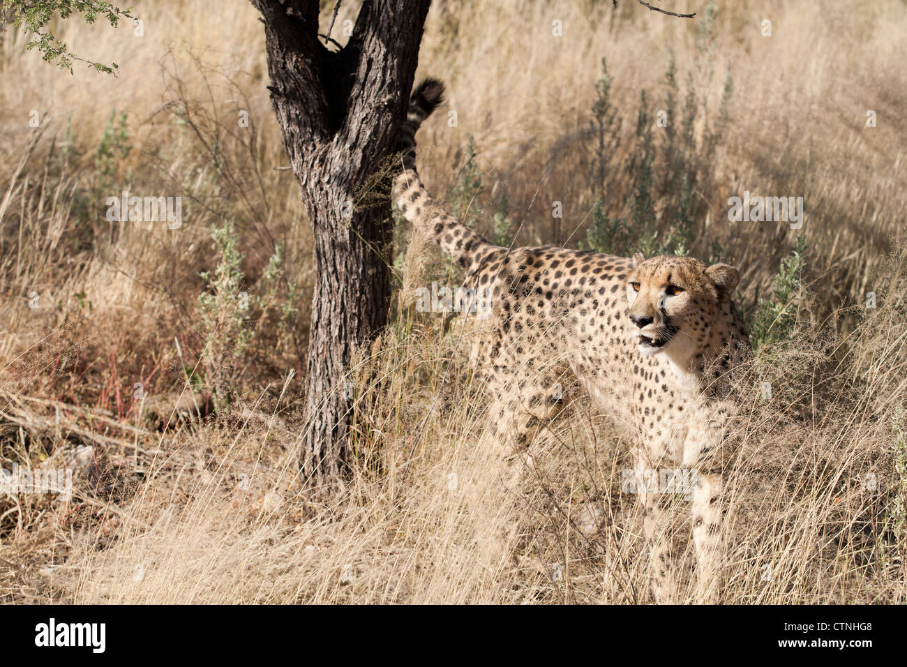 One cheetah in Namibia Stock Photo - Alamy