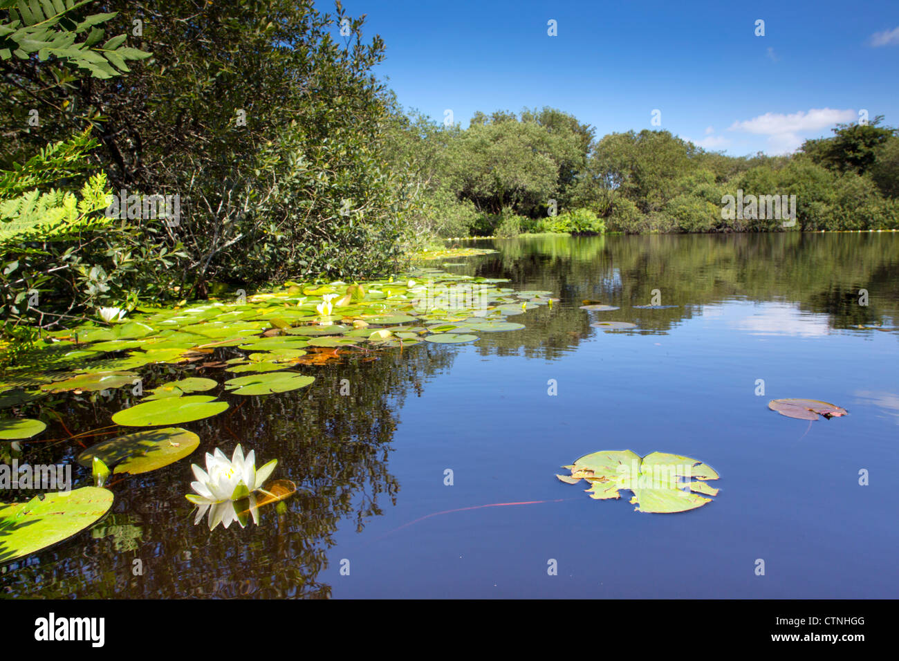 Goss Moor; Pond; Cornwall; UK Stock Photo - Alamy