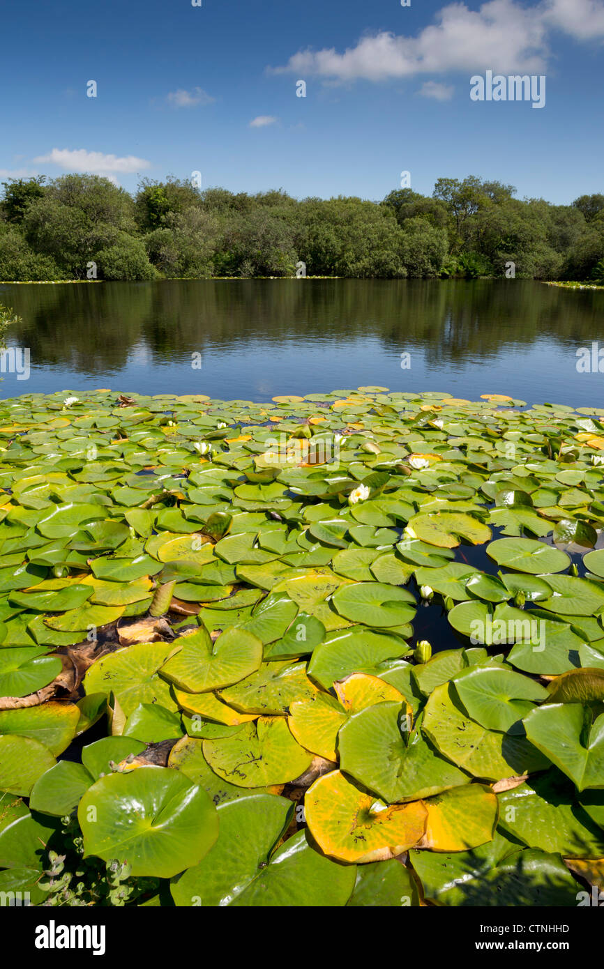 Goss Moor; Pond; Cornwall; UK Stock Photo - Alamy