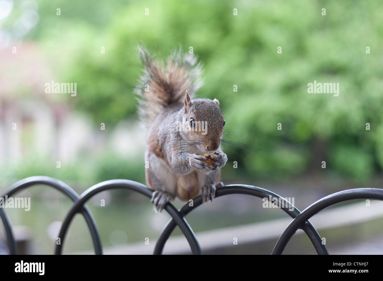 Grey Squirrel eating a nut while sitting on a fence in St. James' Park ...