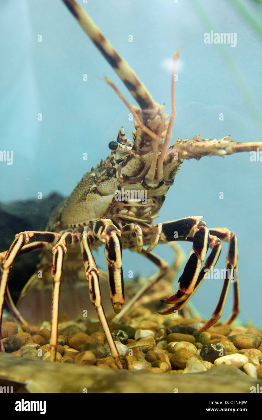 Lobster aquarium hi-res stock photography and images - Alamy