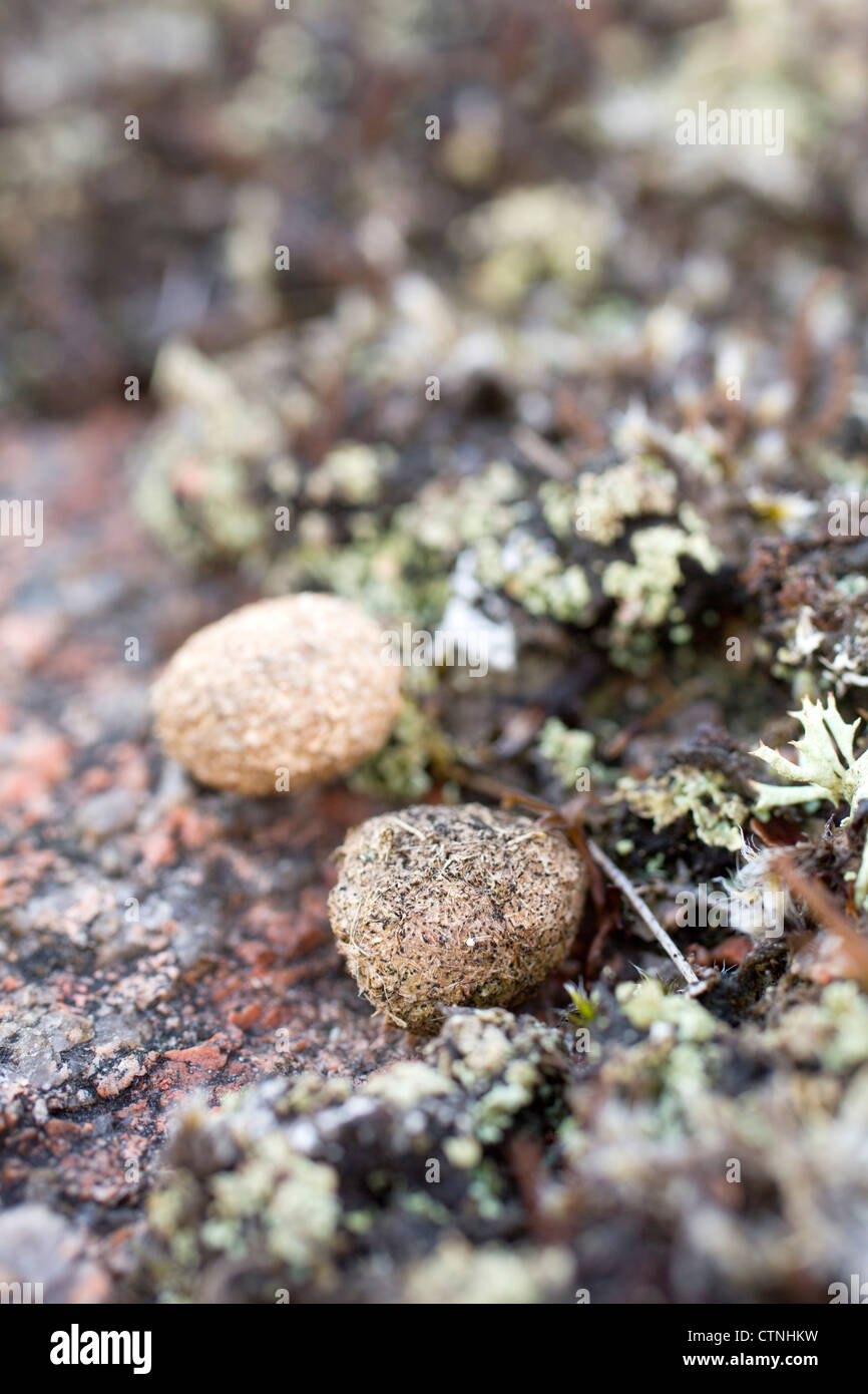 Droppings hi-res stock photography and images - Alamy