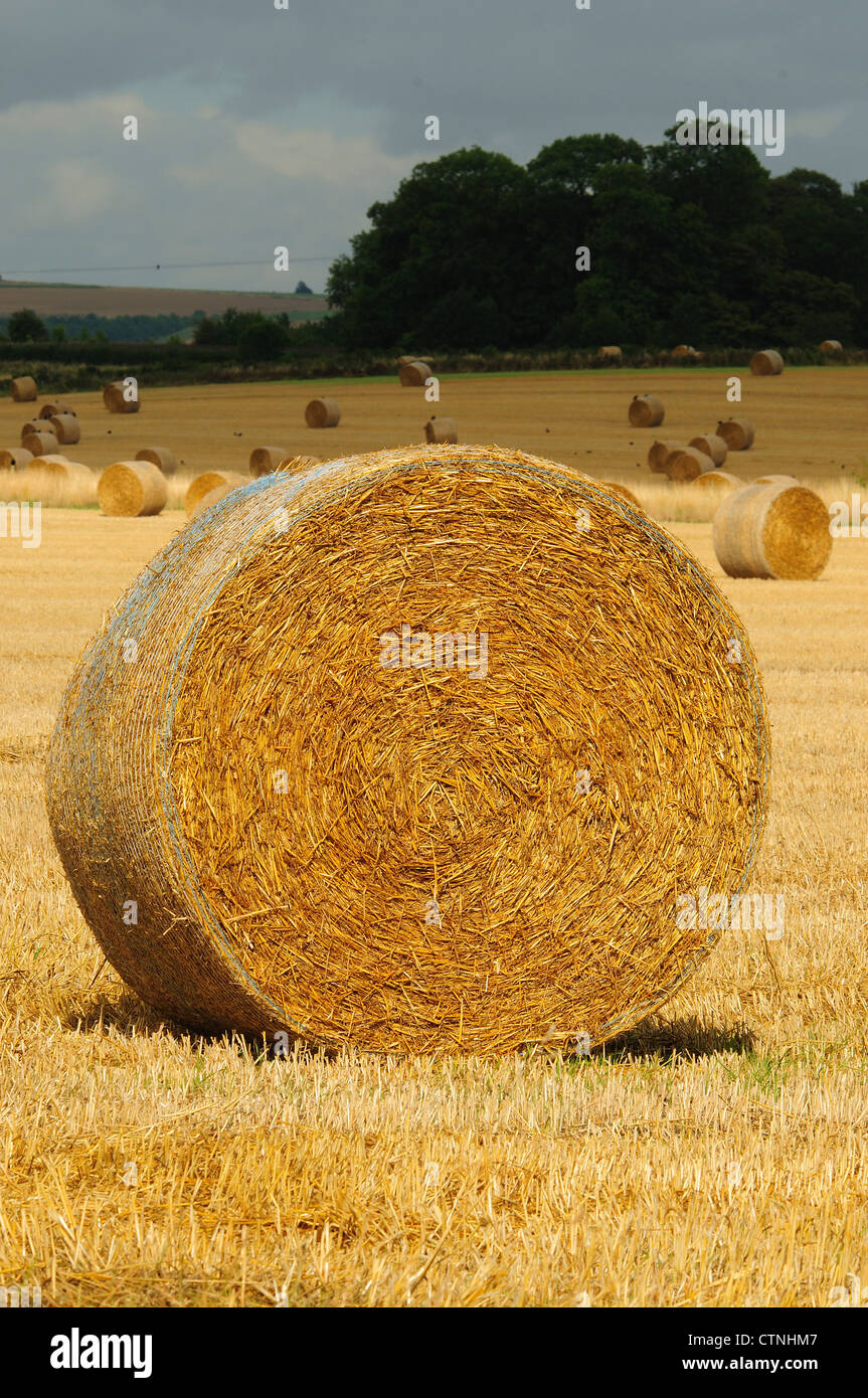 Round straw bales in Wiltshire UK Stock Photo - Alamy
