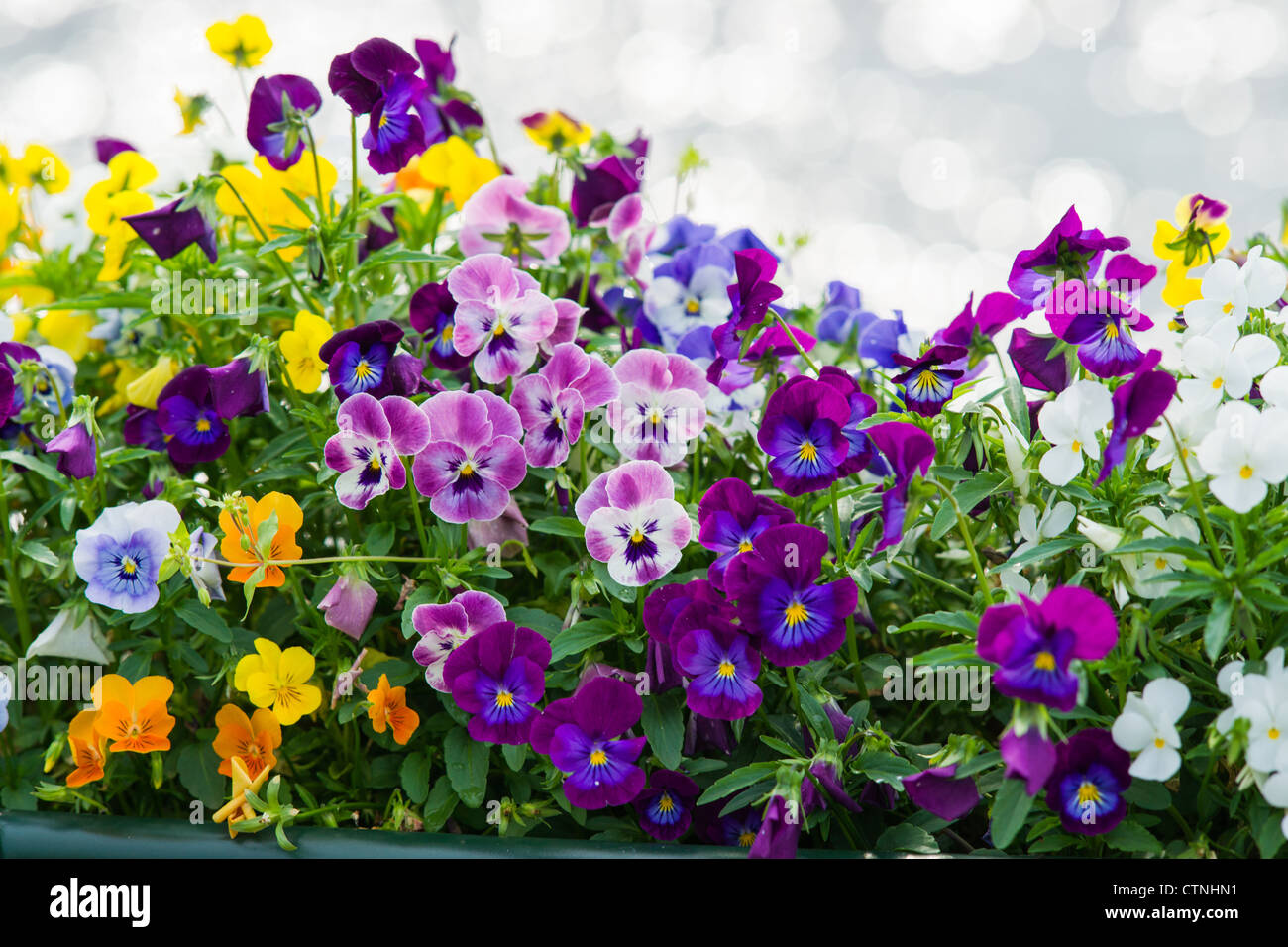Violet viola tricolor hi-res stock photography and images - Alamy