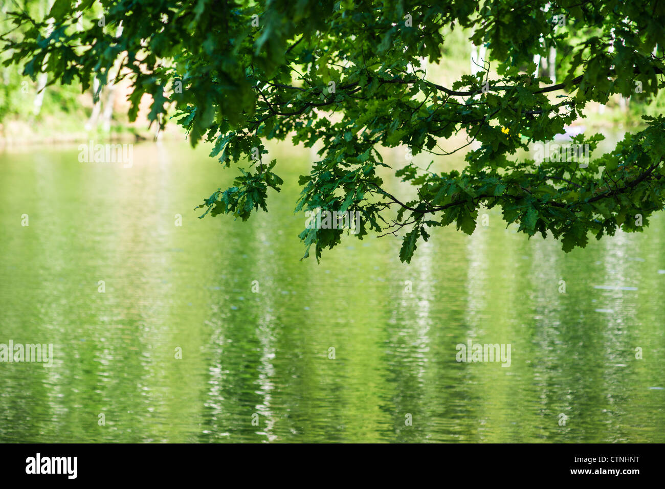 Water oak tree hi-res stock photography and images - Alamy