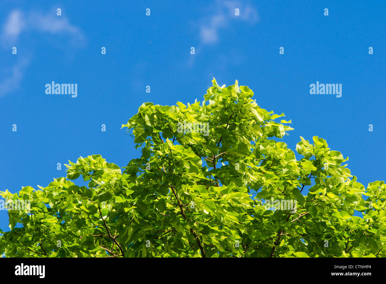 Linden blue hi-res stock photography and images - Alamy