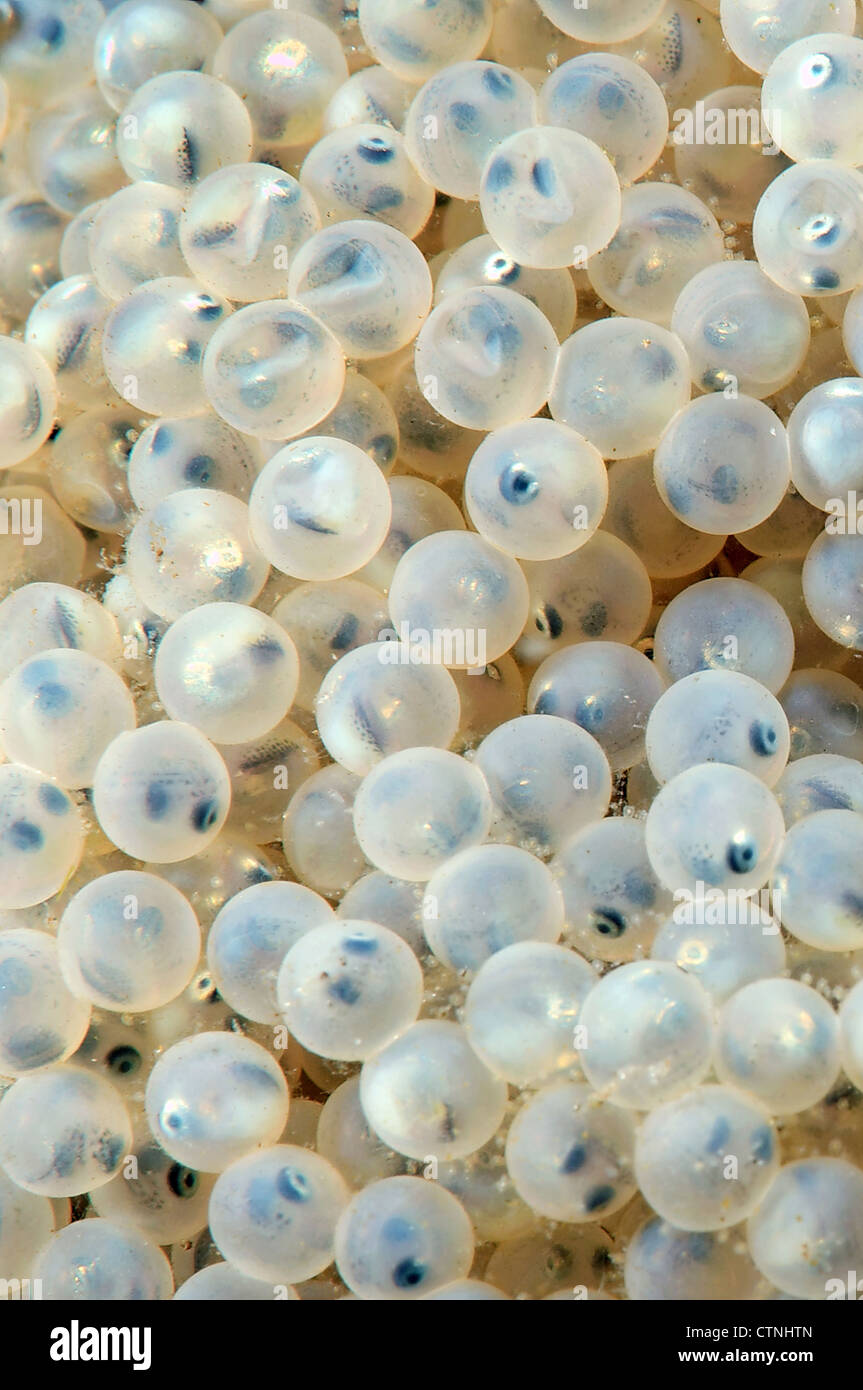 White caviar background. Fertilized caviar of freshwater goby fish ...