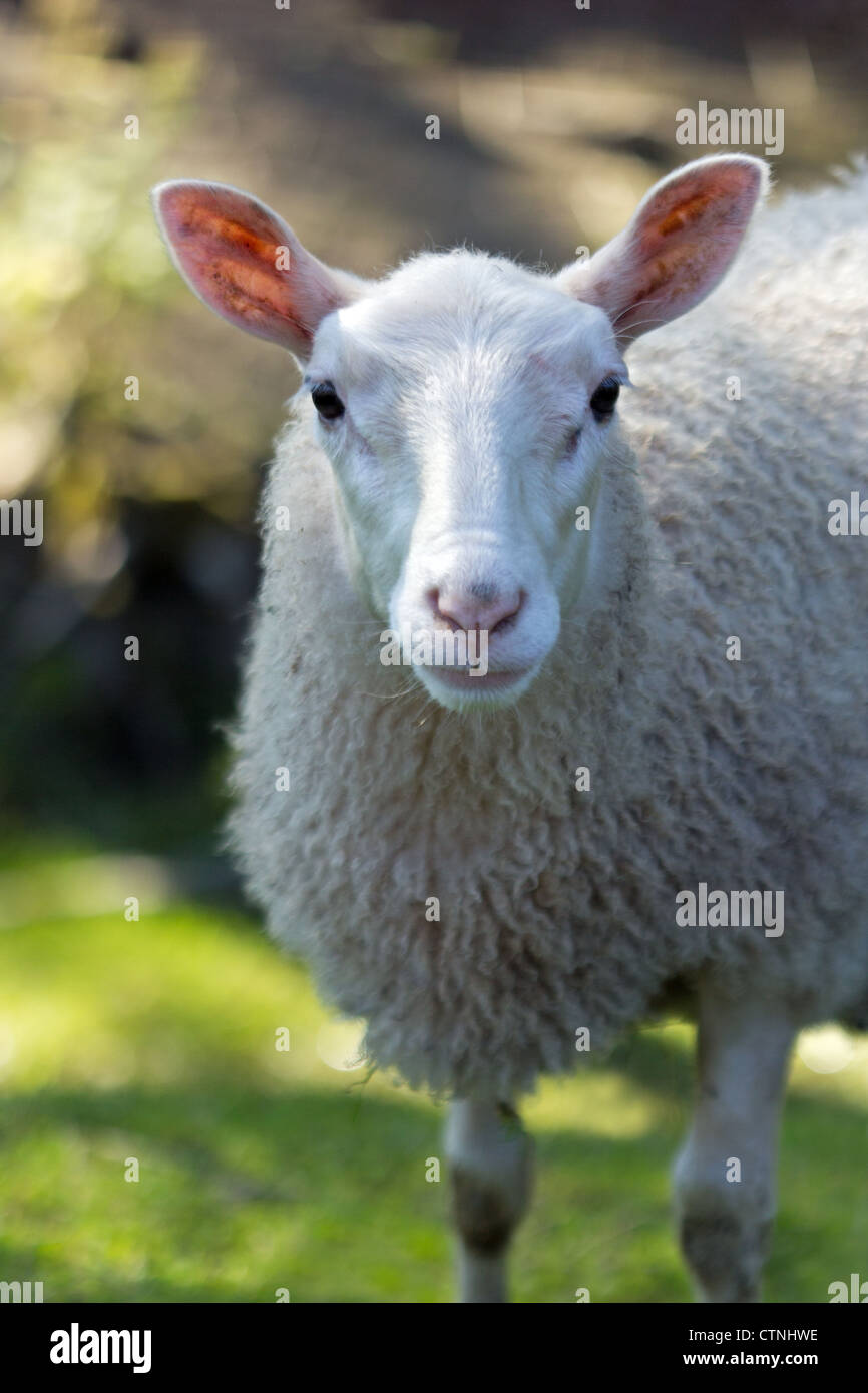 Woolly sheep hi-res stock photography and images - Alamy